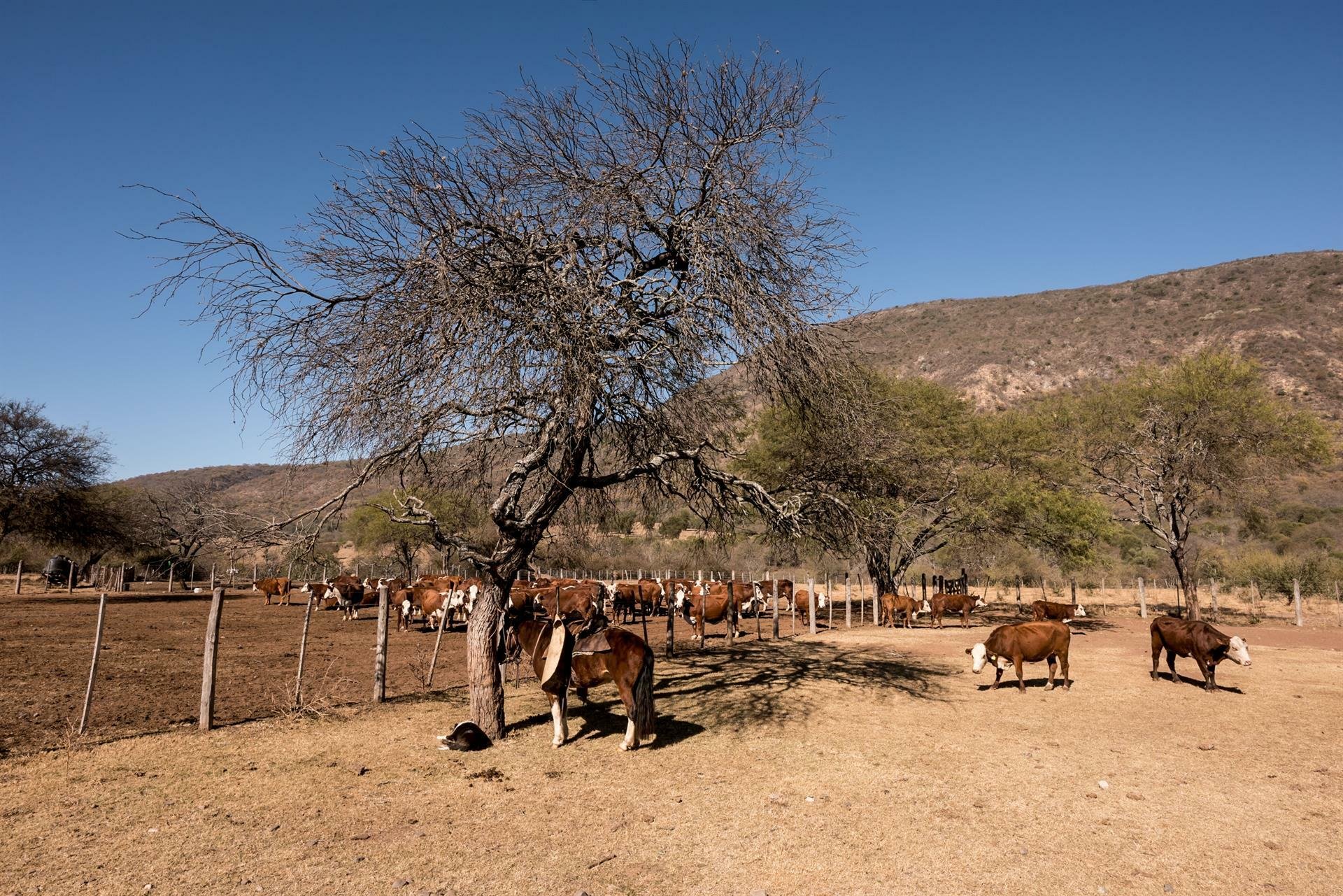 Salta 35.000 Ha Dc In Salta, Argentina For Sale (11178040)