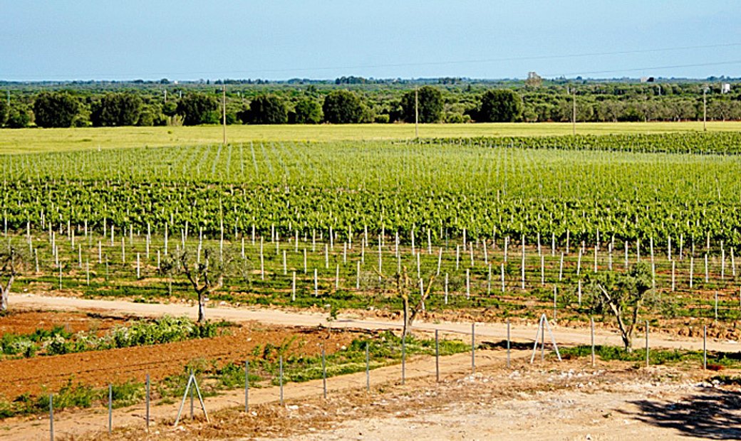 Important 85 Hectares Salento Winery In A Single In Latiano, Apulia ...