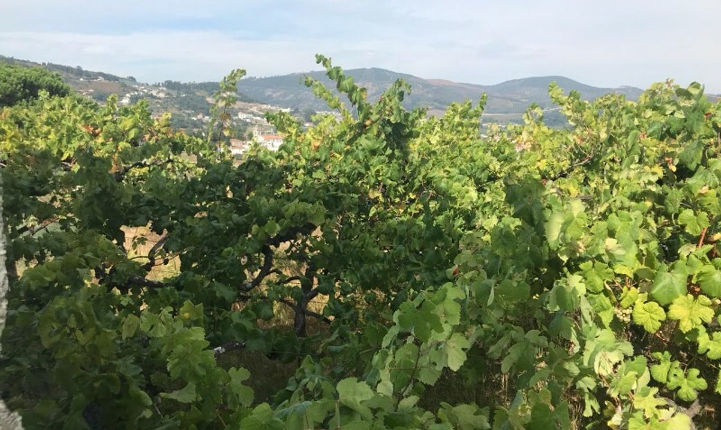 Farm Sale Lousada In Figueiras E Covas, Portugal For Sale (12094791)