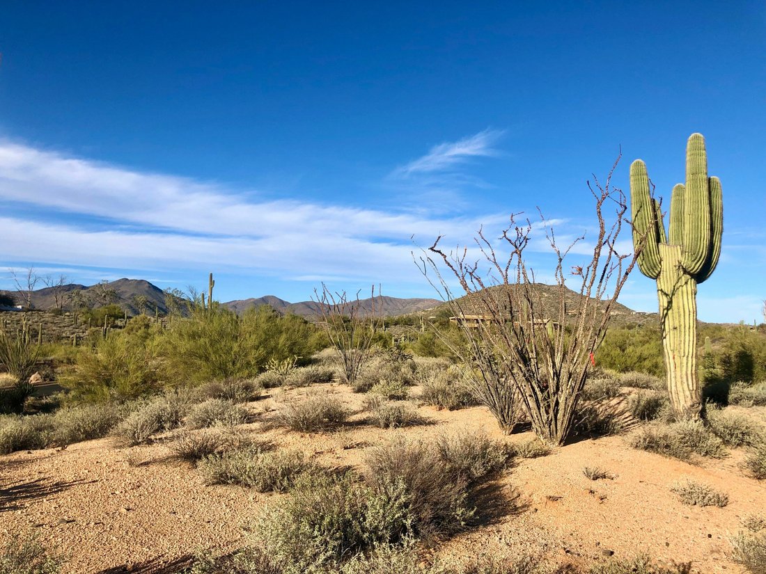 Gambel Quail Preserve 215 In Scottsdale, Arizona, United States For ...