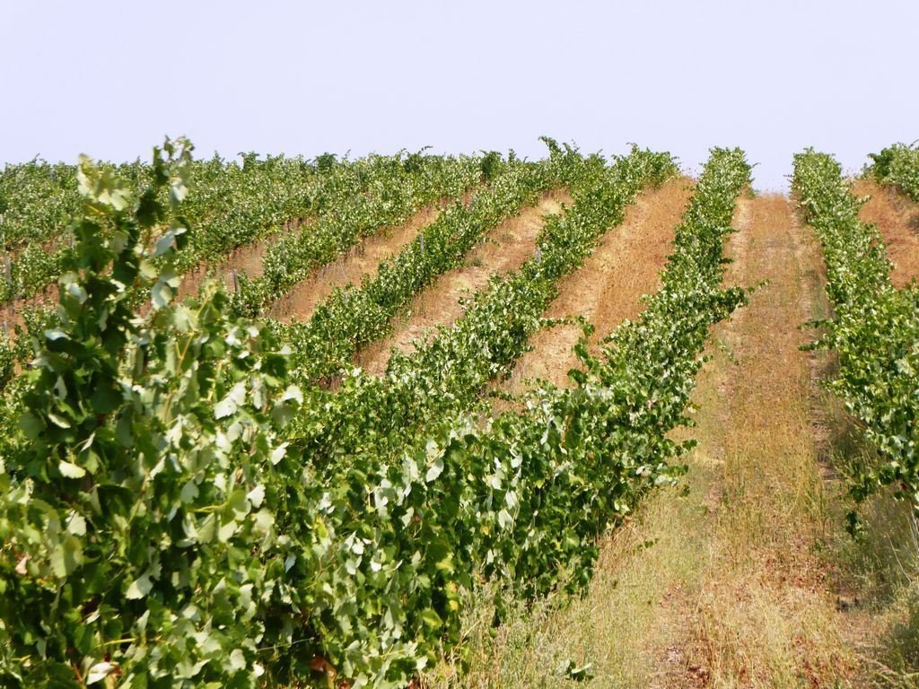 Portalegre Farm In Fortios, Portalegre District, Portugal For Sale ...