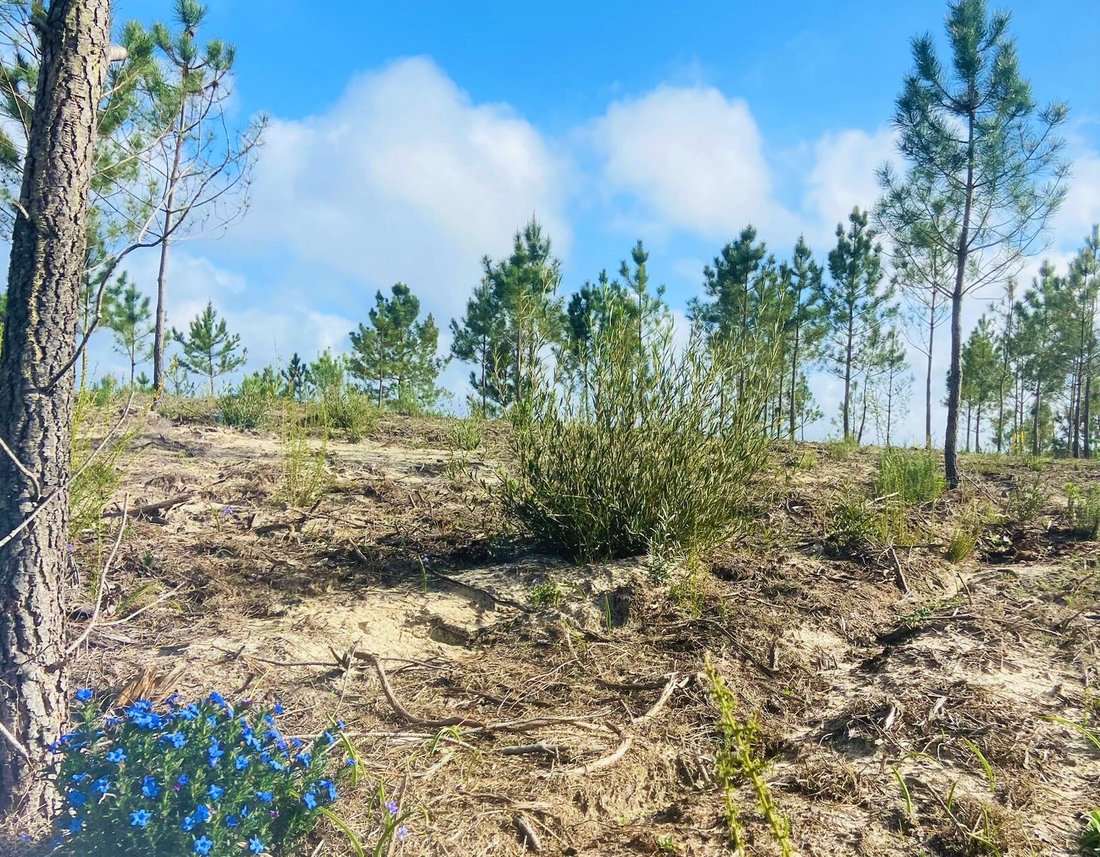 Marvellous, Land Plot, Muda, Comporta In Comporta, Setubal, Portugal ...