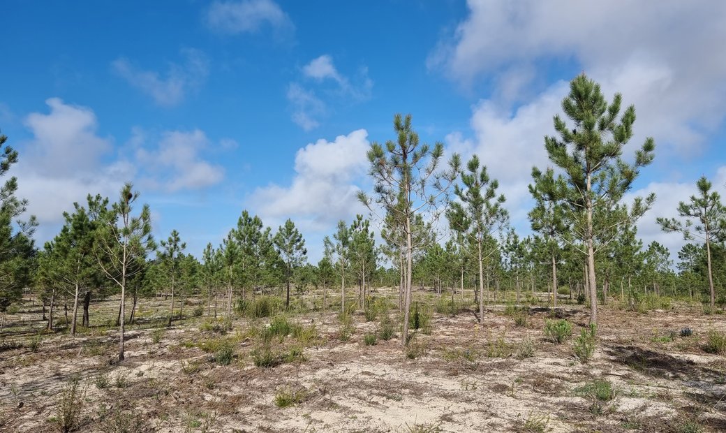 Marvellous, Land Plot, Muda, Comporta In Comporta, Setubal, Portugal ...