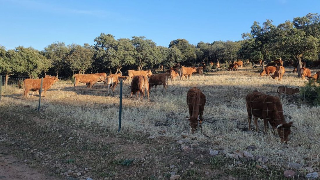 Finca Rústica Venta Ciudad Real In Ciudad Real, Castile La Mancha ...
