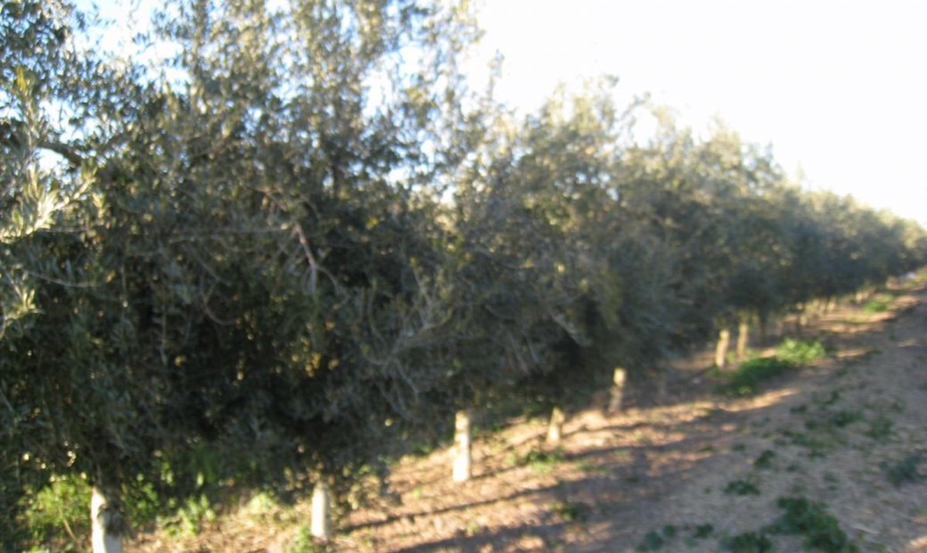 Finca Rústica Venta Sevilla In Ecija, Andalusia, Spain For Sale (12836423)