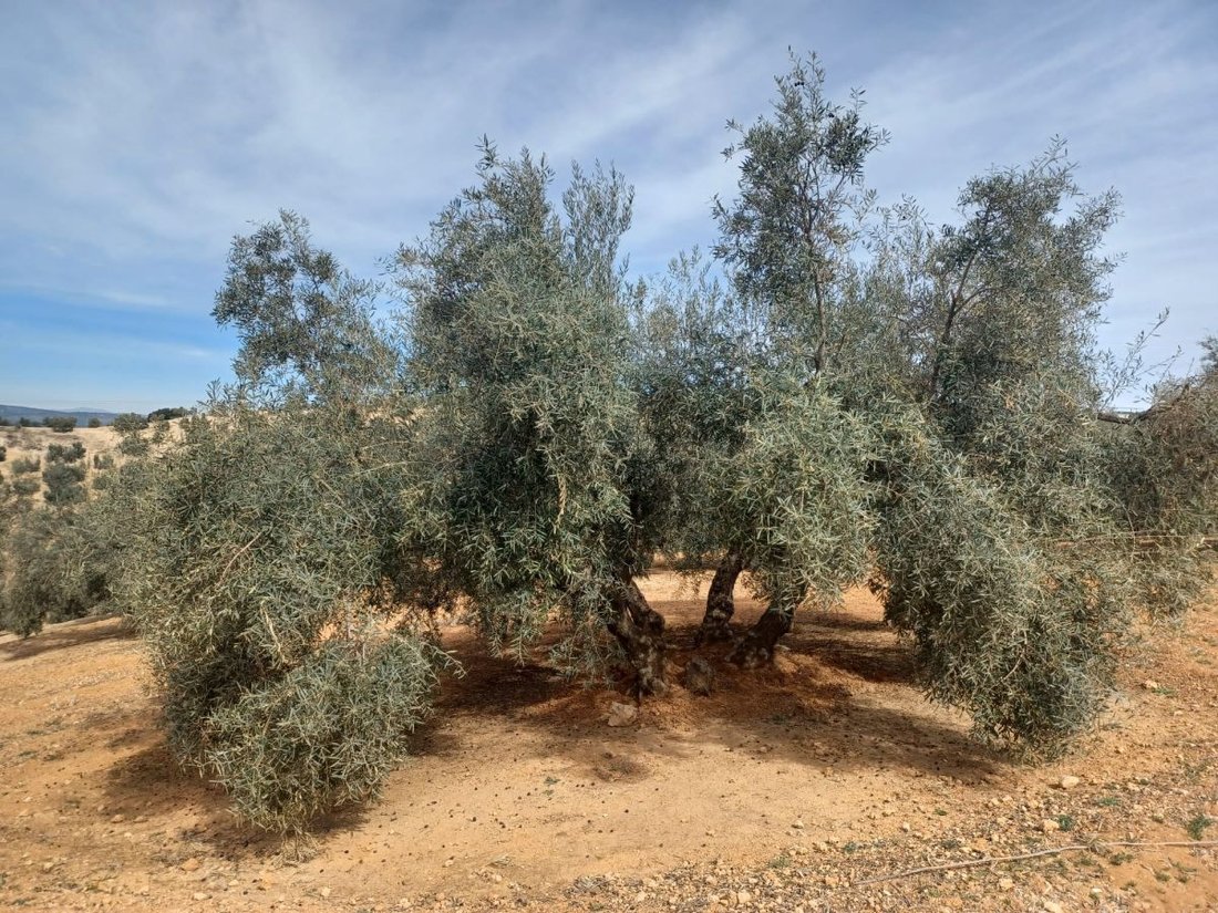Finca Rústica Venta Granada In El Real De Gandia, Valencian Community ...
