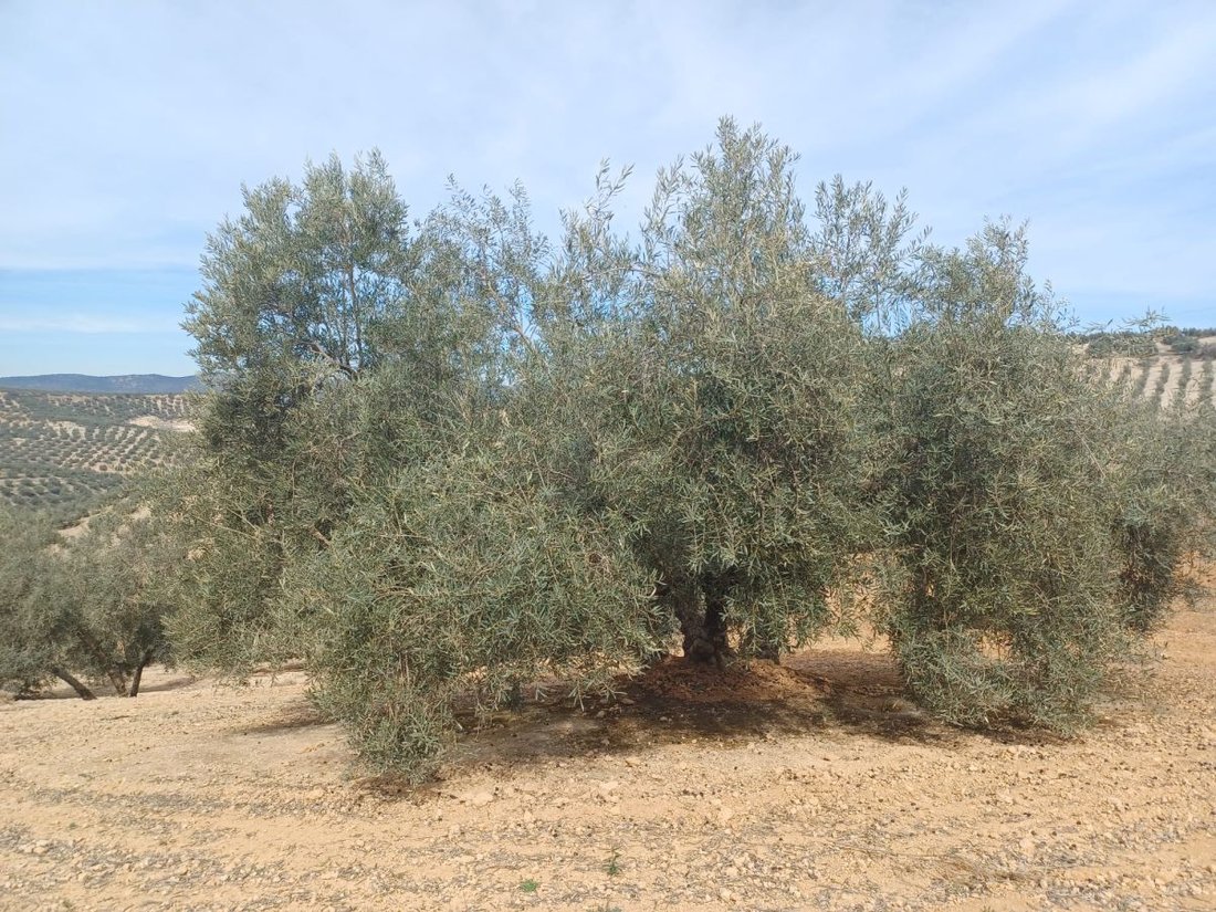 Finca Rústica Venta Granada In El Real De Gandia, Valencian Community ...