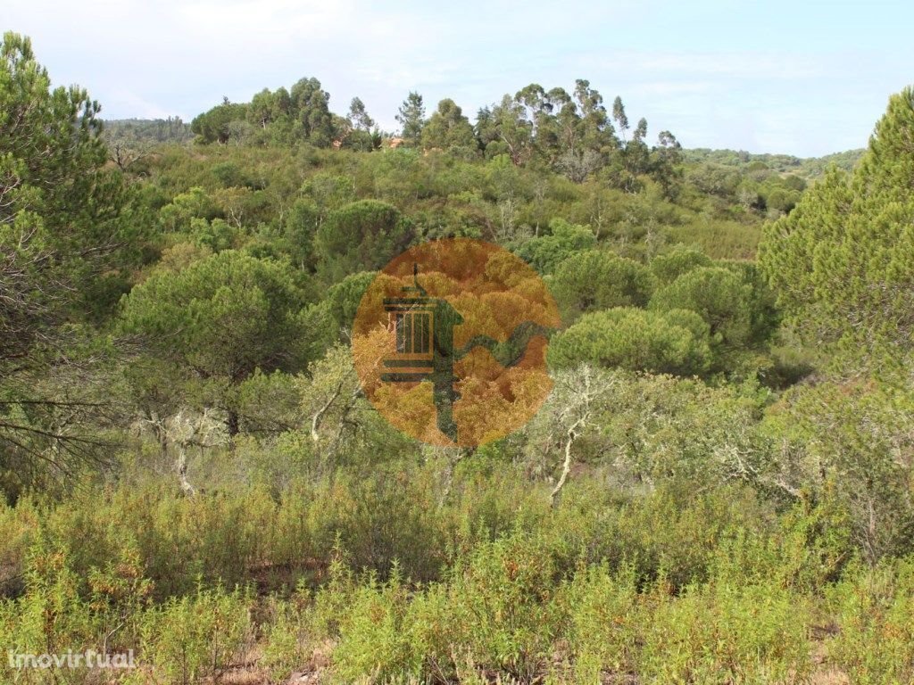 Homeland With 80 Hectares With In Sao Bartolomeu De Messines, Algarve ...