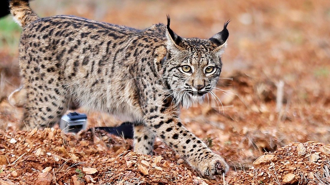 Lynx & The Village, Both Lost & In São Bartolomeu De Messines, Faro ...