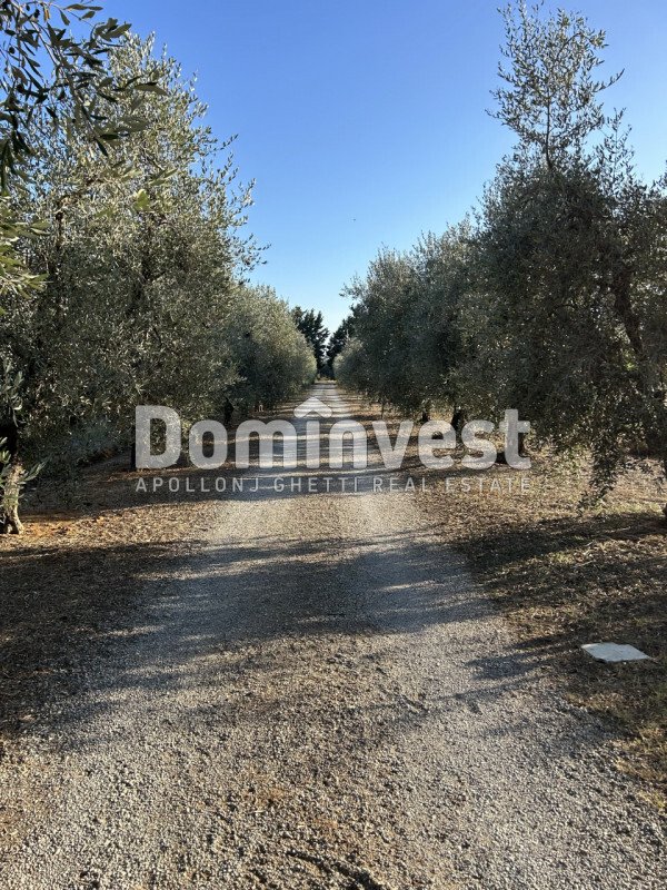 Roma Rustic House In Borgo Carige, Tuscany, Italy For Sale (13347385)