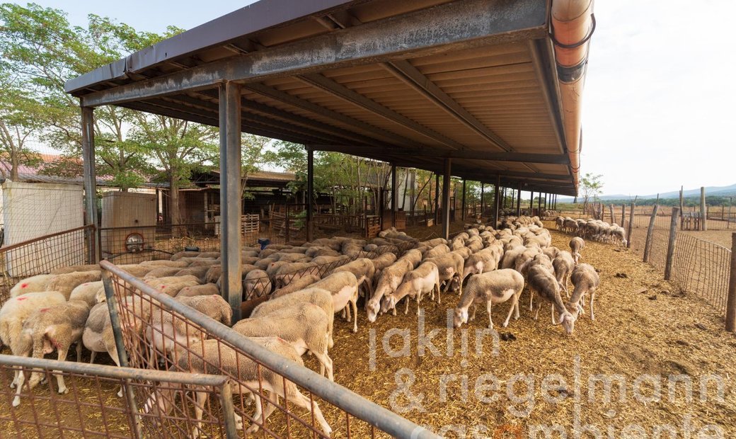 Organic Farm With Sheep Breeding And Cheese In Grosseto, Tuscany, Italy ...