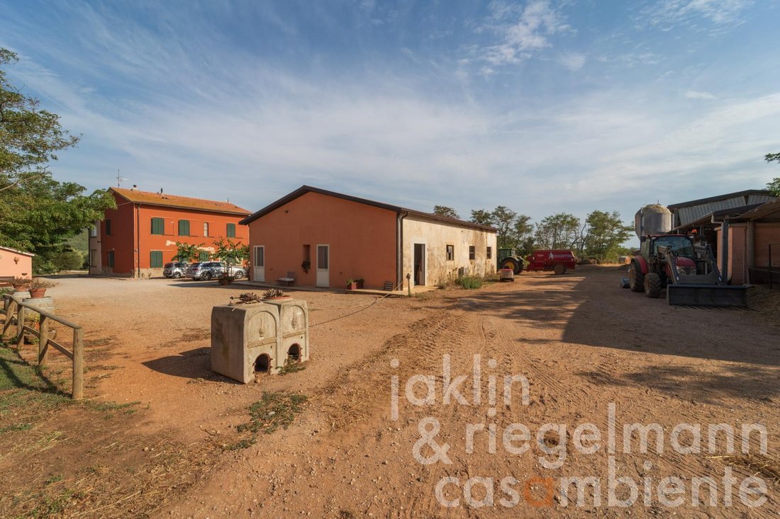 Organic Farm With Sheep Breeding And Cheese In Grosseto, Tuscany, Italy ...