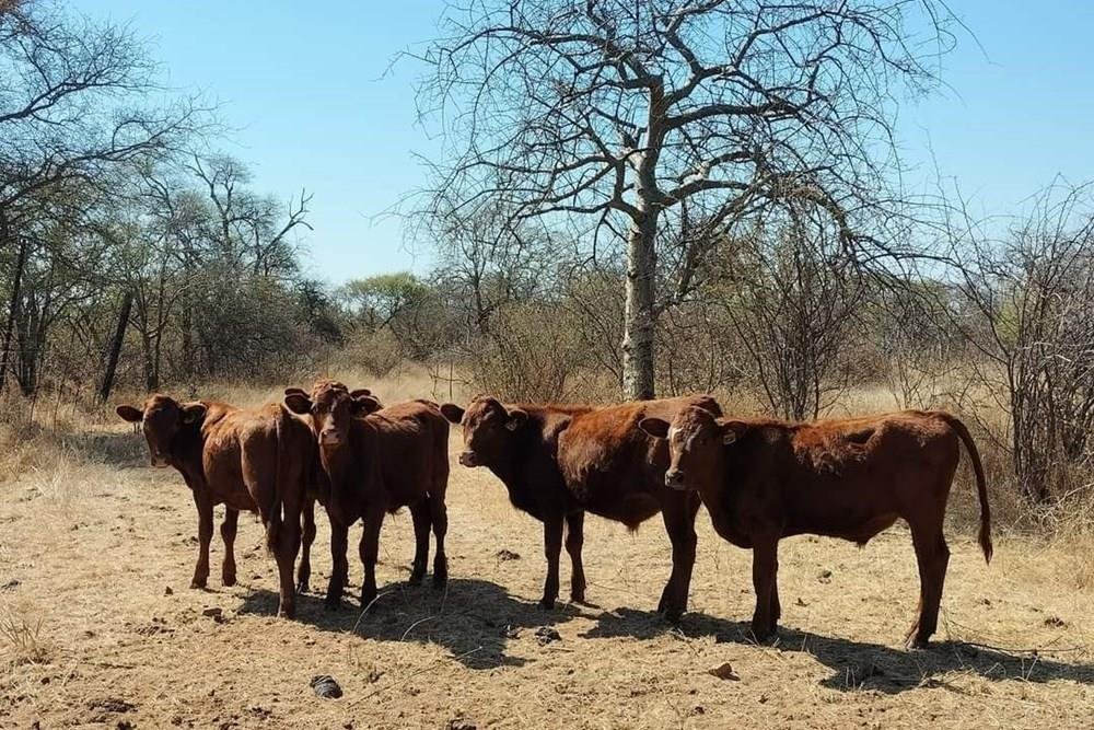 Cattle Farm In Maasstroom, Limpopo In Swartwater, Limpopo, South Africa ...