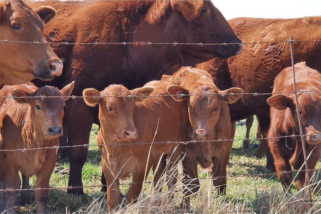 Cattle Farm 2522 Ha Near Mooiriver In Glenside, Kwa Zulu Natal, South ...