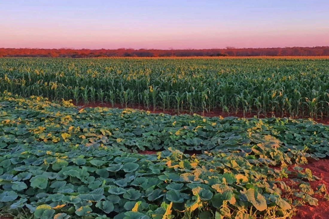 Cream Of The Crop 2750 Ha Cattle/ Game Farm In Polokwane, Limpopo ...