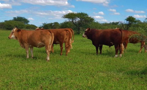 Luxury farm ranches for sale in Polokwane, Limpopo, South Africa ...