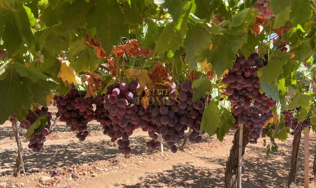 Farm With Table Grape Production. In Sobral De Monte Agraço, Lisbon ...