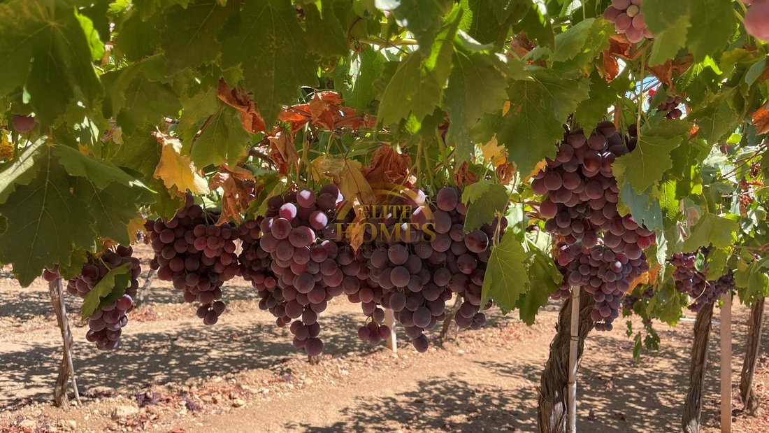 Farm With Table Grape Production. In Sobral De Monte Agraço, Lisbon ...