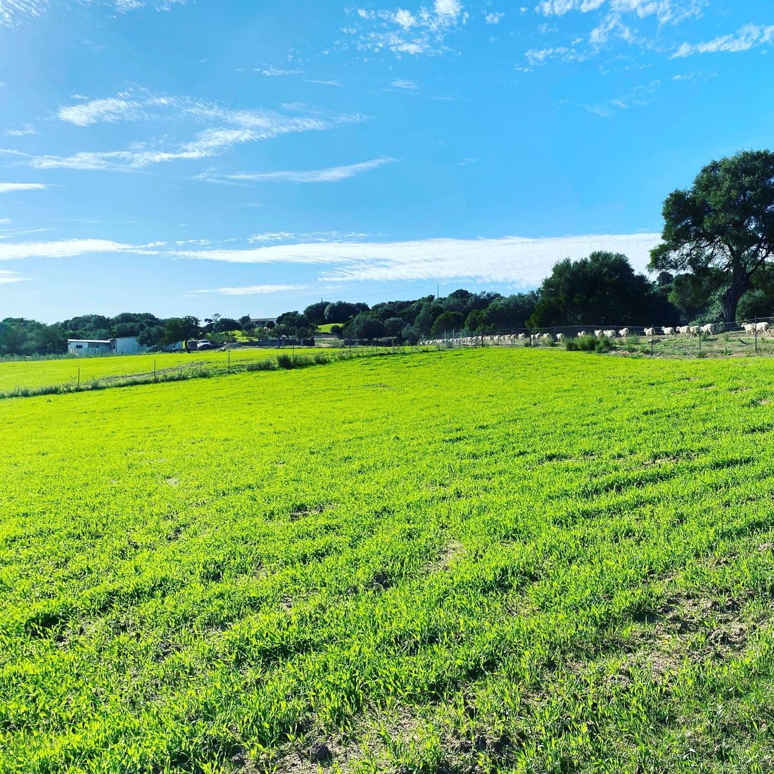Agritourisme à Vendre à Arzachena, Pays Bas Dans Sardaigne, Italie à ...