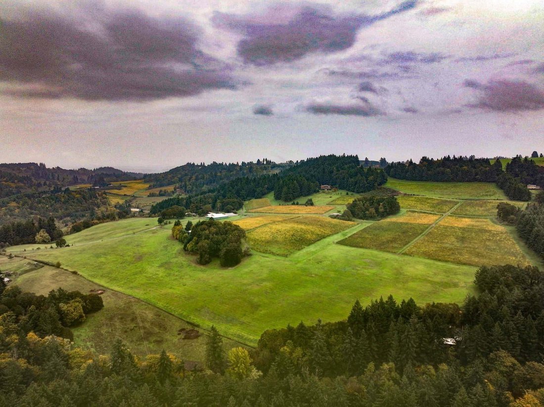 Jubilee Vineyard In Amity, Oregon, United States For Sale (13652640)