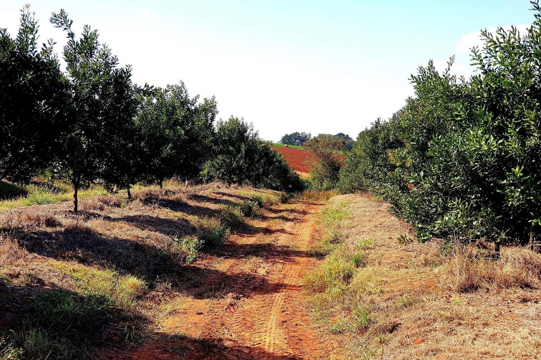 162 Ha Farm With Macadamia Trees For Sale In In Tzaneen, Limpopo, South ...
