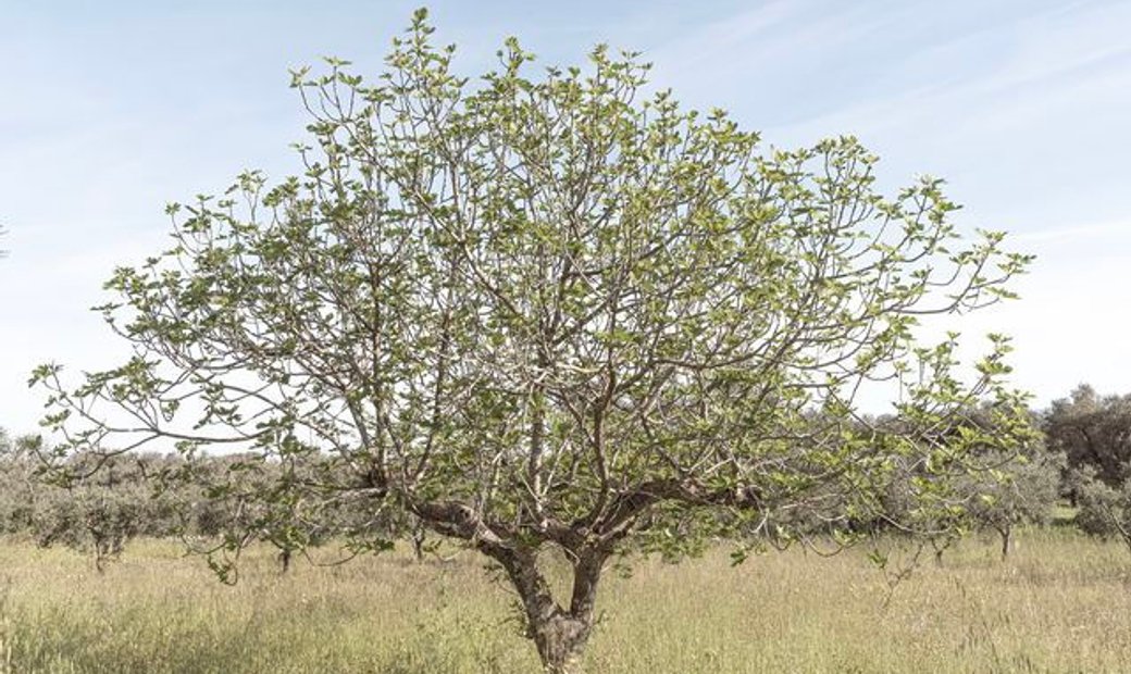Casa Dalini Villa With Pool In San Vito In San Vito Dei Normanni ...