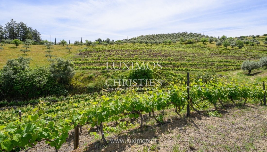 Vineyard, For Sale, Douro Valley, Vila In Almendra, Guarda District ...