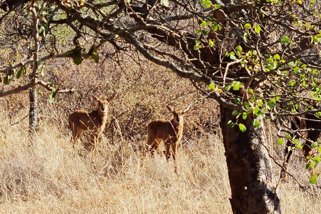 Farm For Sale: Premier 685 Ha Game And Cattle In Makgodu, Limpopo ...