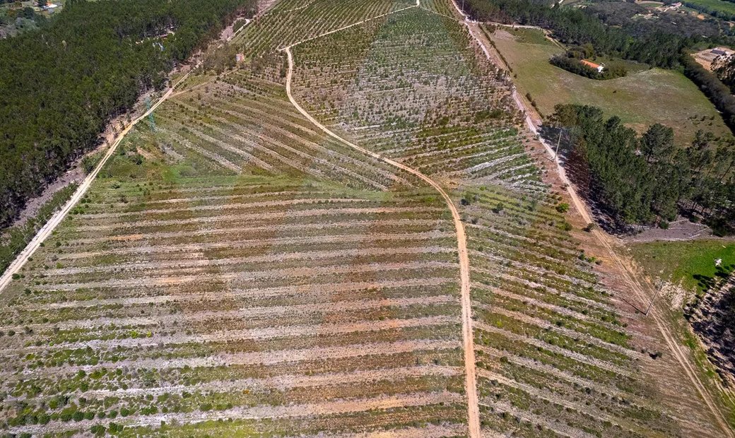 Boavista Farm Dans Faro, Portugal à Vendre (14491940)