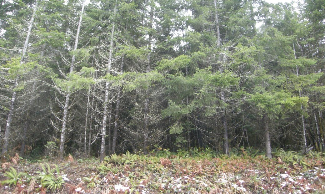 Very Private Wooded Lot In Vernonia, Oregon, United States For Sale ...