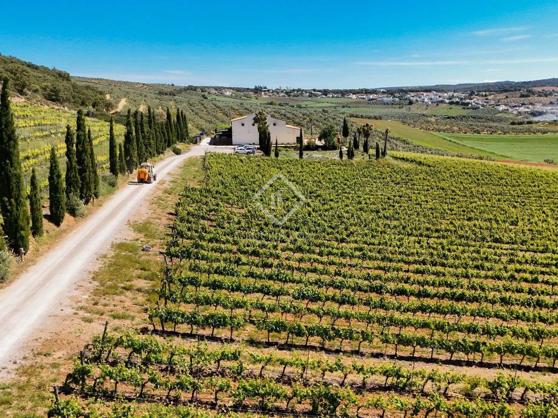 Ronda Vineyard In Ronda, Andalusia, Spain For Sale (14508113)