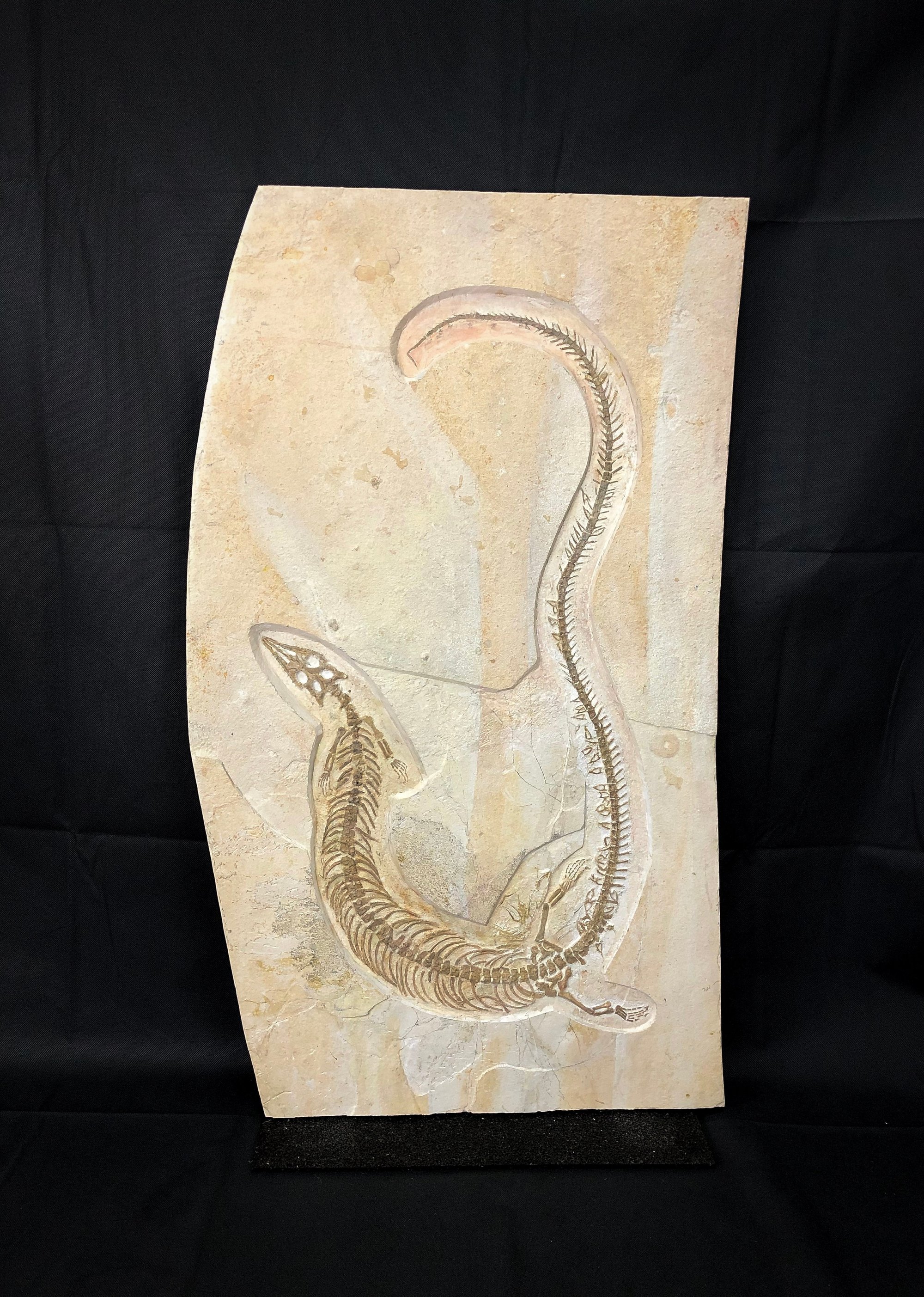 Fossil Pleurosaurus From The Jurassic Of In Friedrichsdorf, Hessen ...