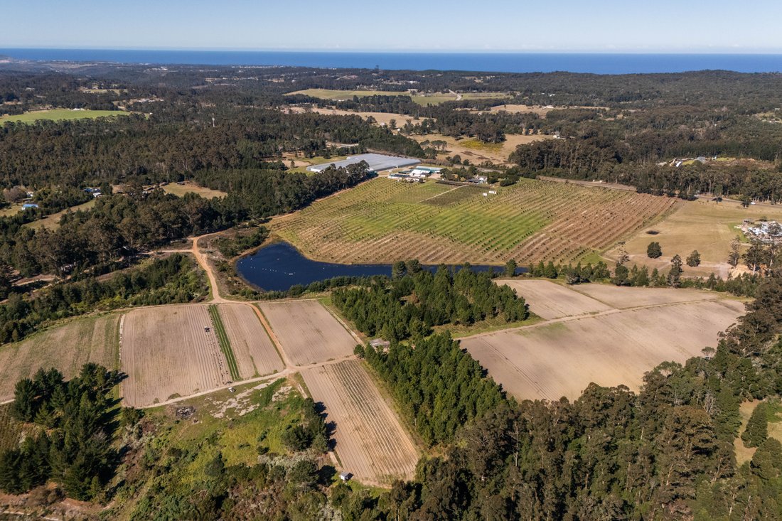 Flower Fields Of Sassenheim Estate In Harkerville, Western Cape, South ...