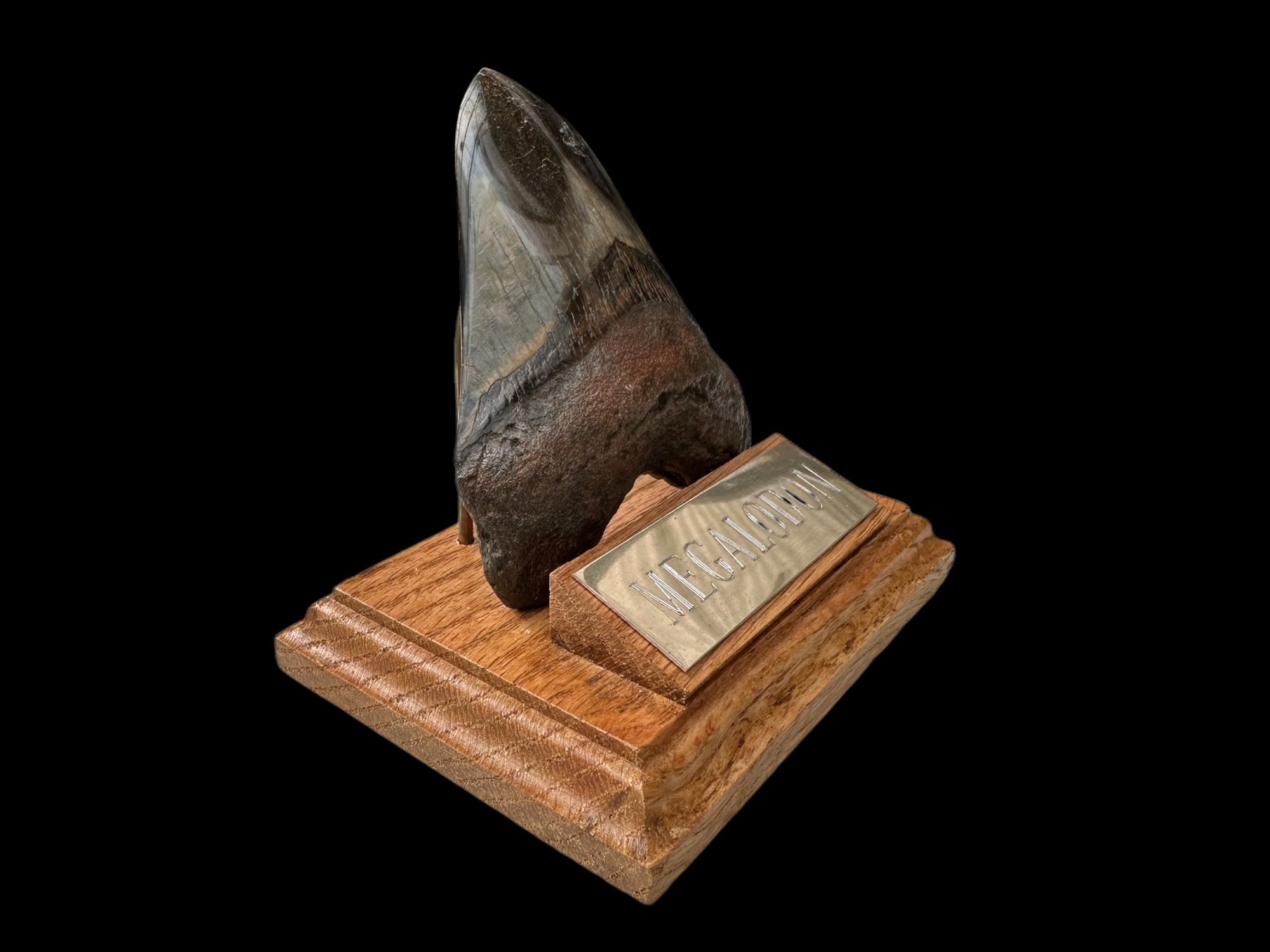 Fossilized Tooth From A Megalodon Found In In Friedrichsdorf, Hessen ...