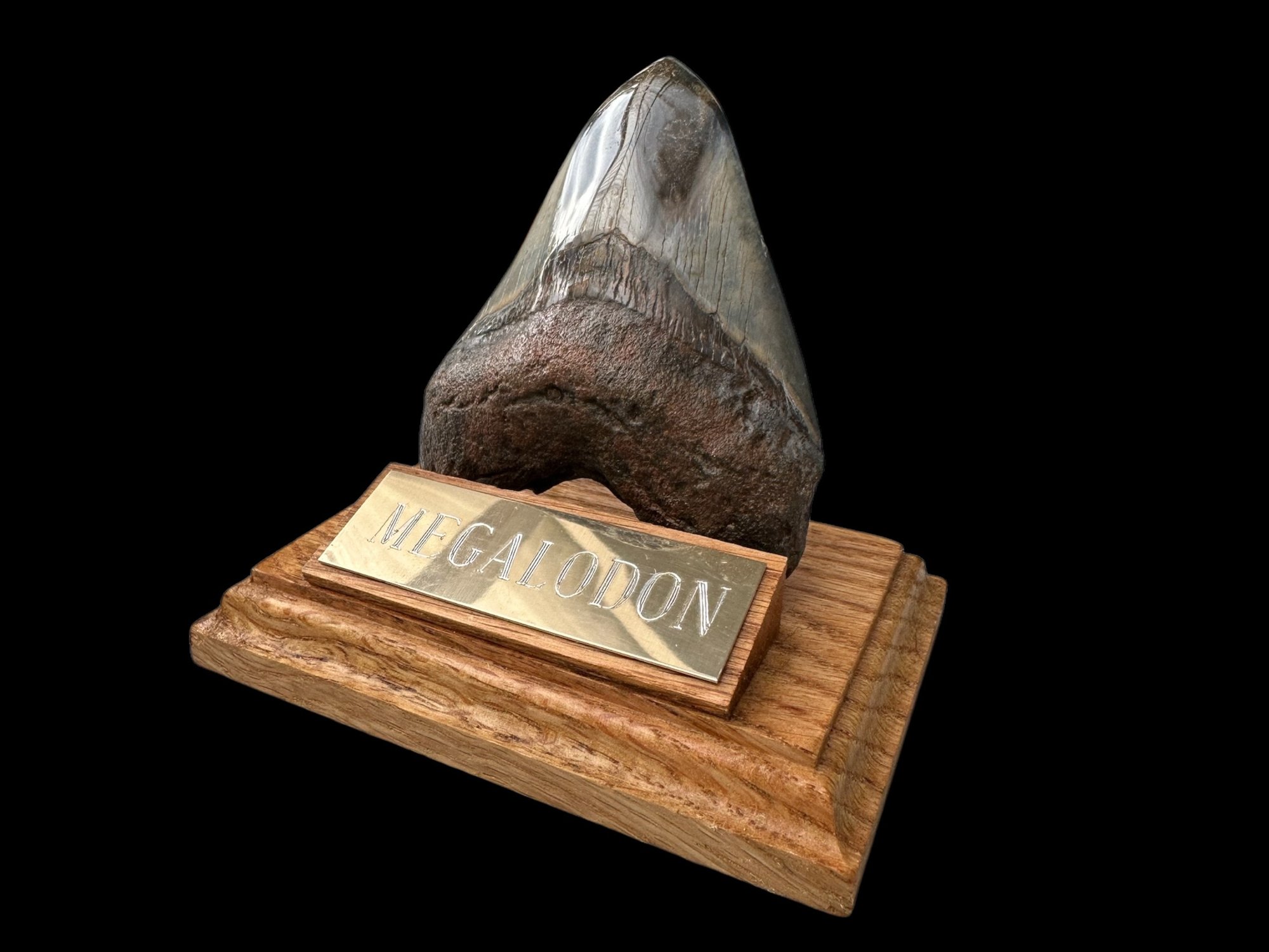 Fossilized Tooth From A Megalodon Found In In Friedrichsdorf, Hessen ...