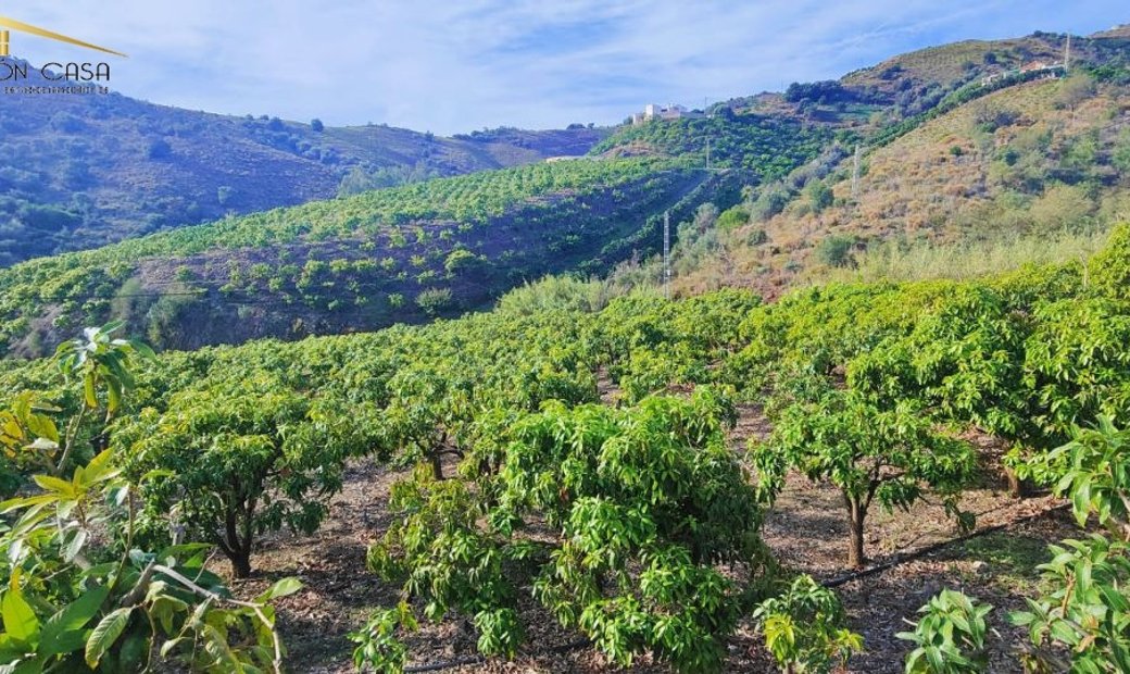 Finca Rústica Venta Málaga In Trapiche, Andalusia, Spain For Sale ...
