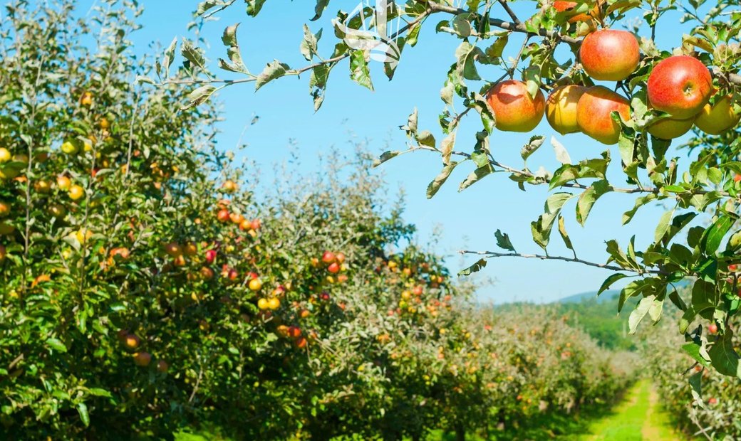 Vadena Agricultural Land In Trentino South Tyrol, Italy For Sale (13880427)