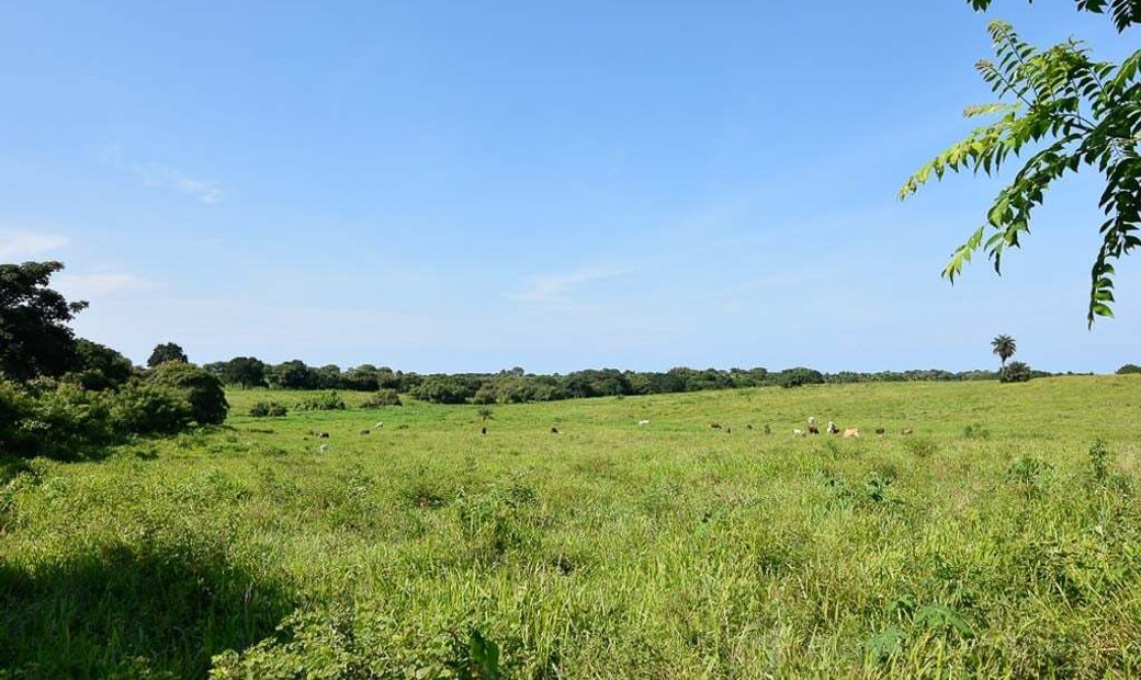 Los Santos Land In Purio, Panama For Sale (14526115)