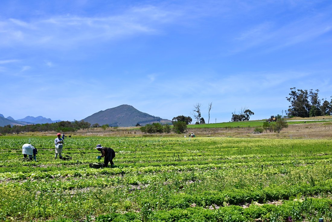 A Unique Blend Of Opportunity And In Klapmuts, Western Cape, South ...