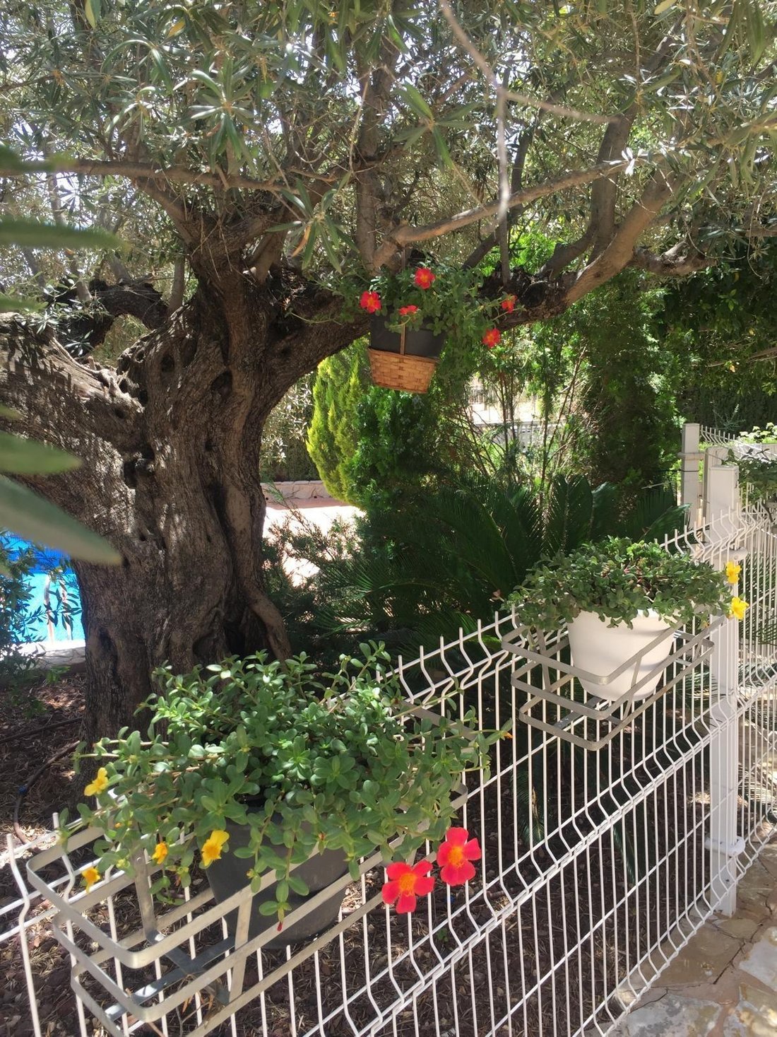 Villa Molina De Segura In Molina De Segura, Murcia, Spanien Zu ...