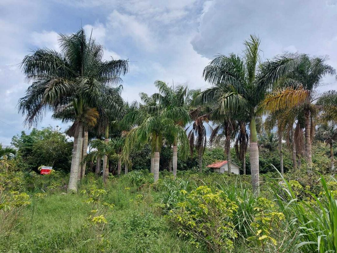 Land For Sale In Naranjo, In Naranjo De Alajuela, Alajuela Province ...