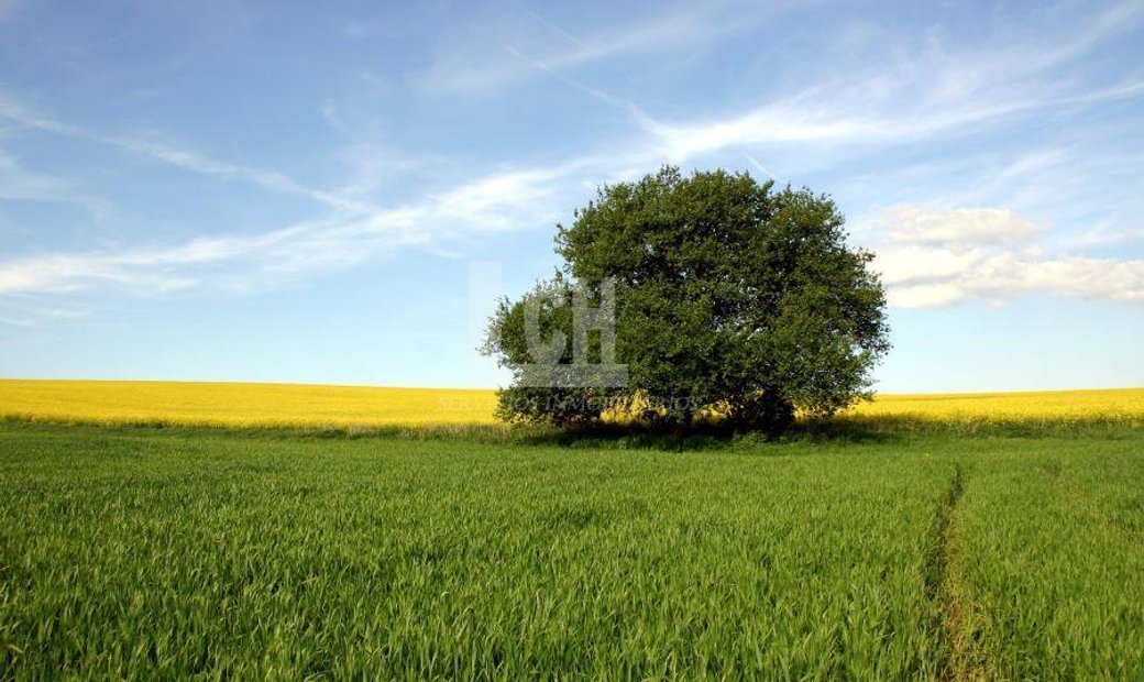 Finca Rustica Madrid Spain In El Carpio De Tajo, Castile La Mancha ...
