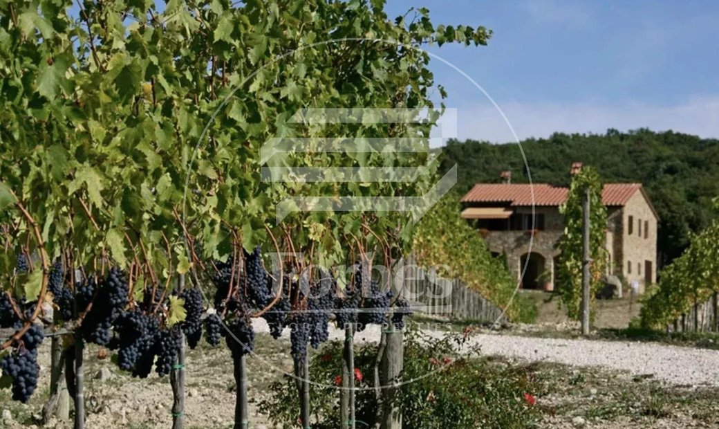 Villa With Bio Niche Winery 3 Ha In Castelnuovo Dell’abate, Tuscany ...