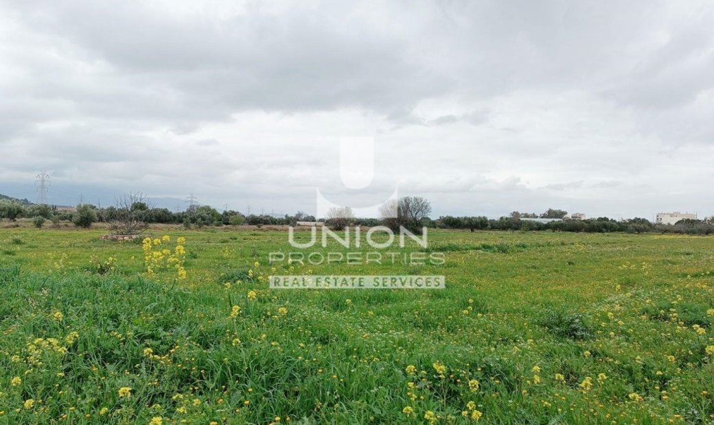 Plot In Markopoulo Mesogaias, Decentralized Administration Of Attica ...