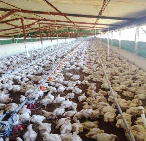 Fully Operational Chicken Farm With In Springs, Gauteng, South Africa ...