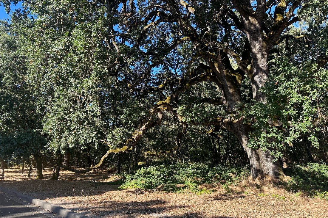 250 Napa Road En Sonoma, California, Estados Unidos En Venta (15669034)