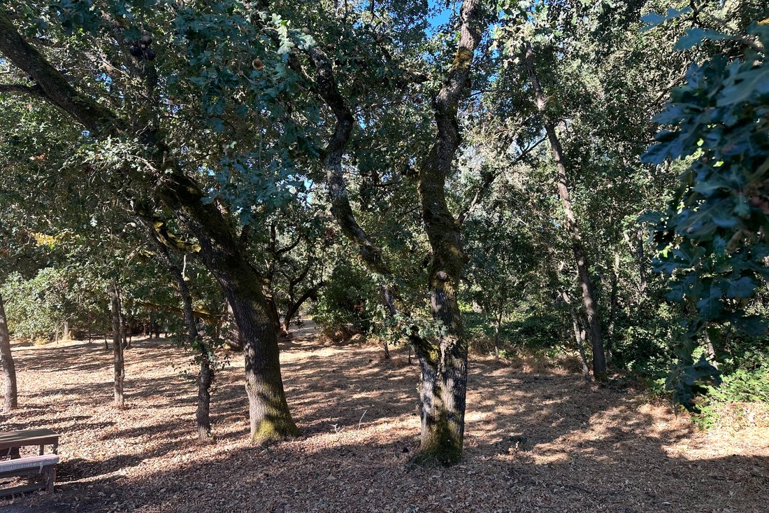 250 Napa Road En Sonoma, California, Estados Unidos En Venta (15669034)
