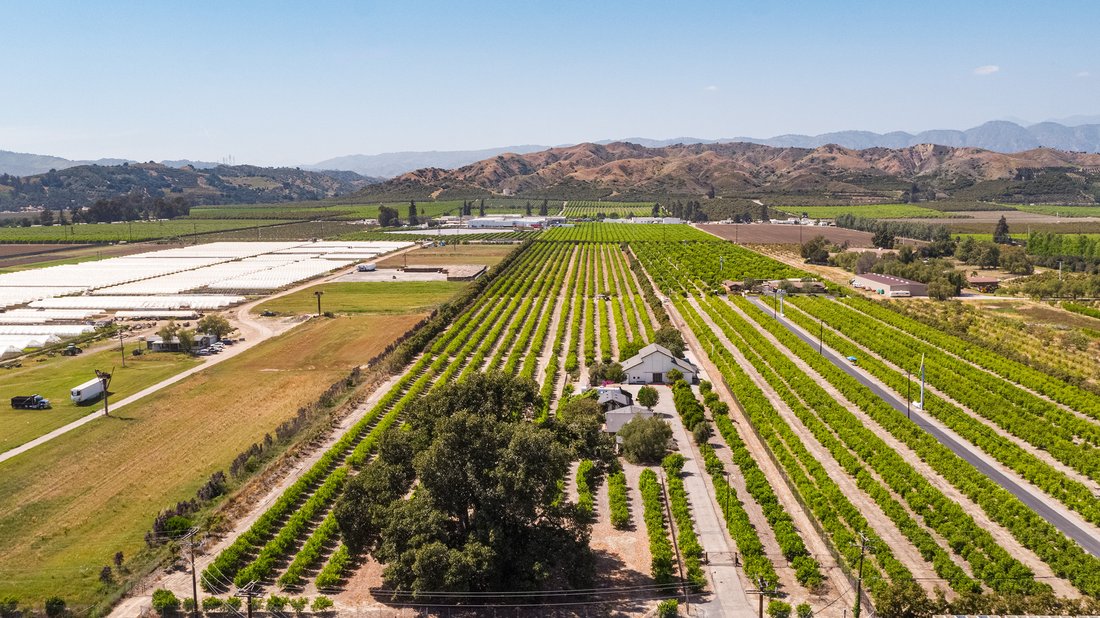 The Fig Tree Estate In Santa Paula, California, United States For Sale ...