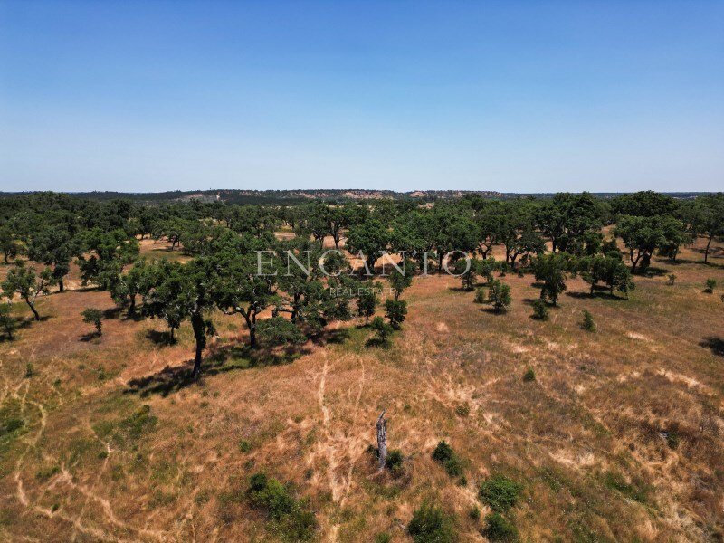 28 Hectares Of Cork Oak In Sao Domingos E Vale De Agua, Setubal ...