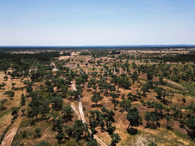 28 Hectares Of Cork Oak In Sao Domingos E Vale De Agua, Setubal ...